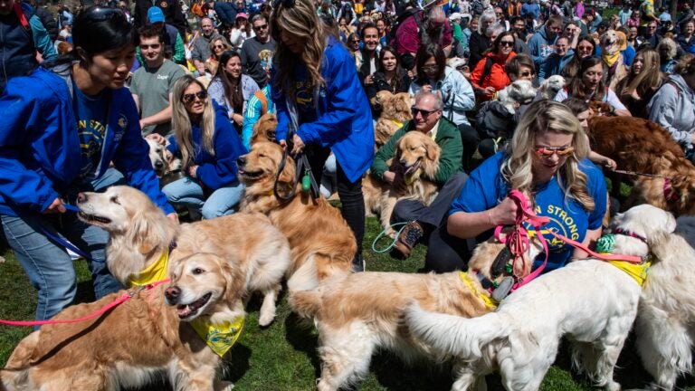 Dog meetup on Common nixed due to Marathon Weekend rule