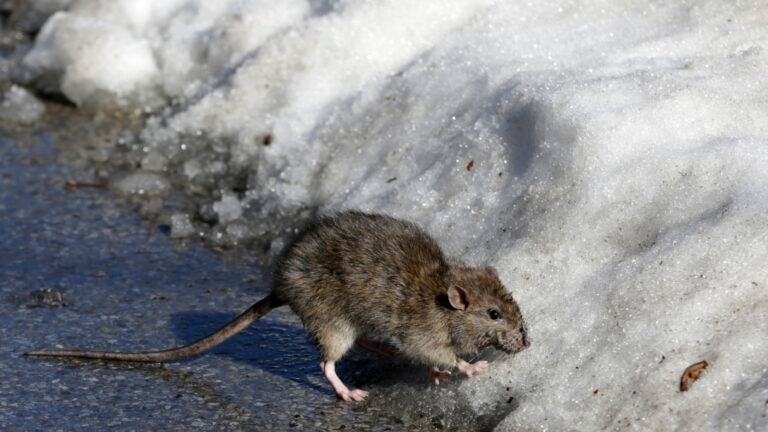 Warming climate driving Boston’s growing rat numbers, study says