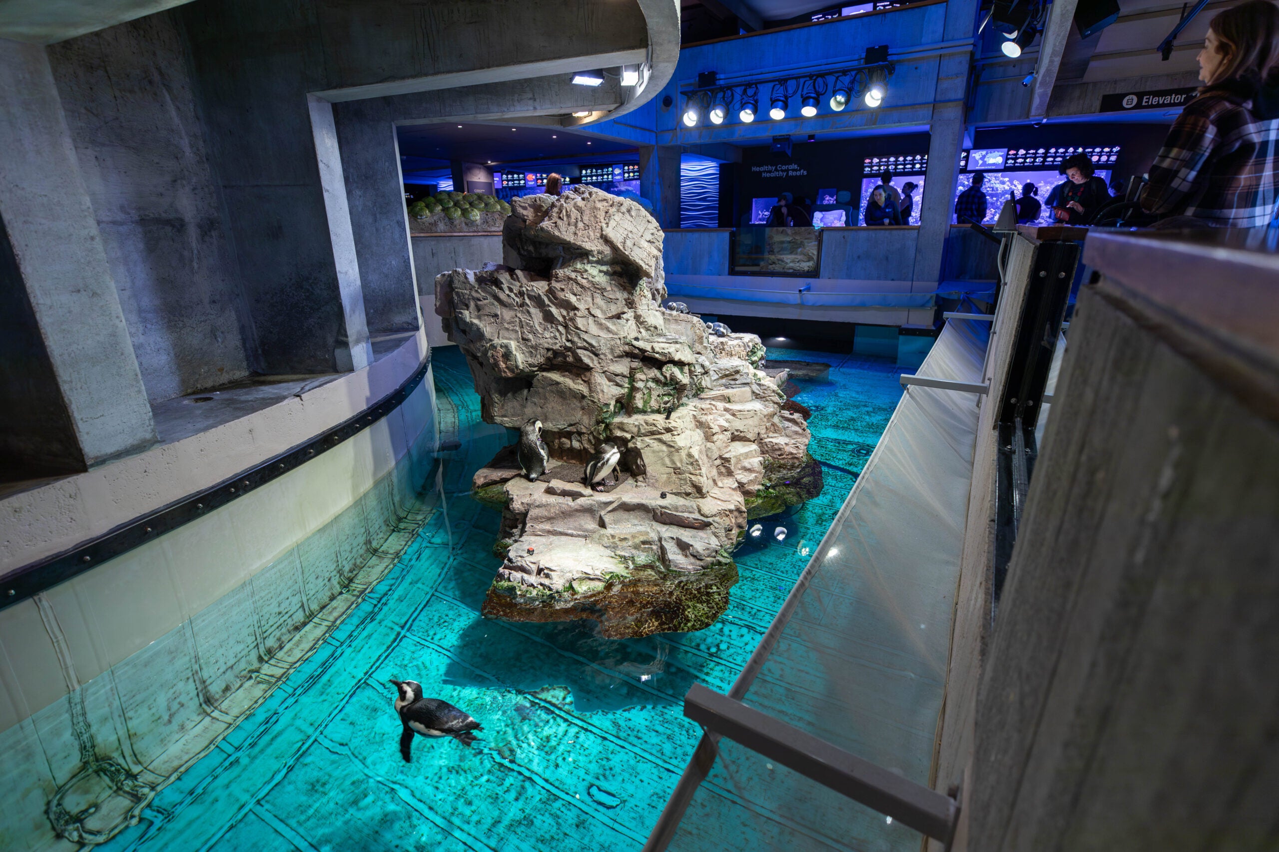 New England Aquarium builds retirement home for aging penguins