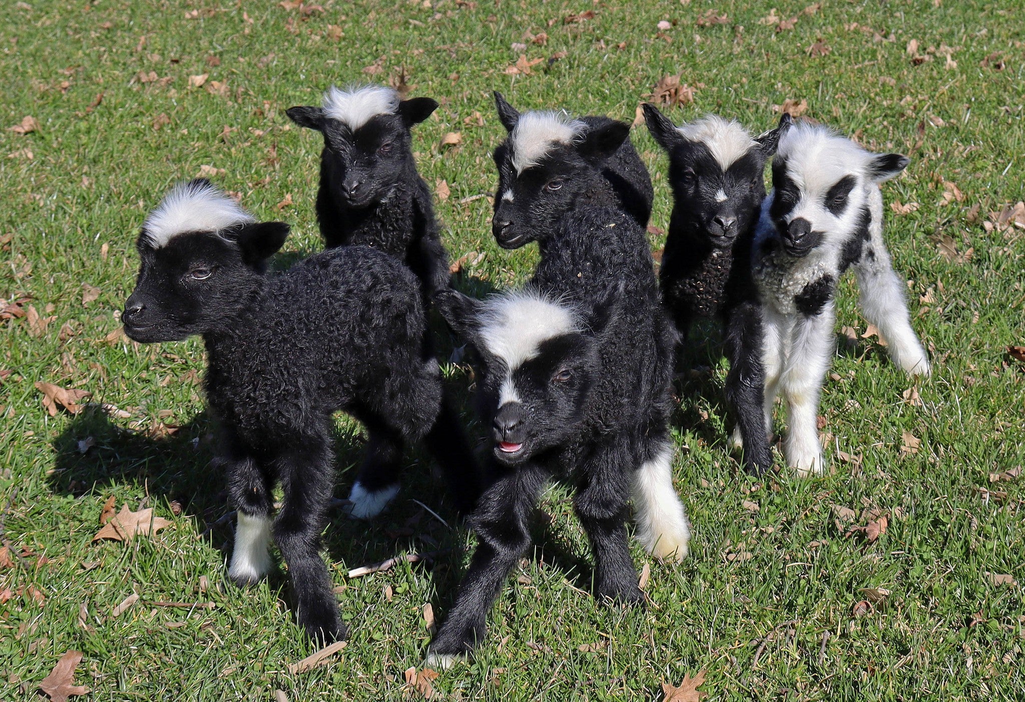 Ewe at Mass. farm gives birth to 6 lambs at once