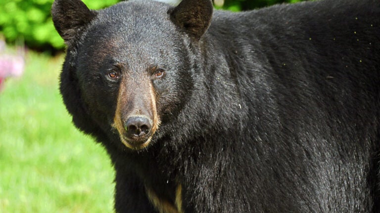 Mass. officials urge residents to be bear-aware as temps warm