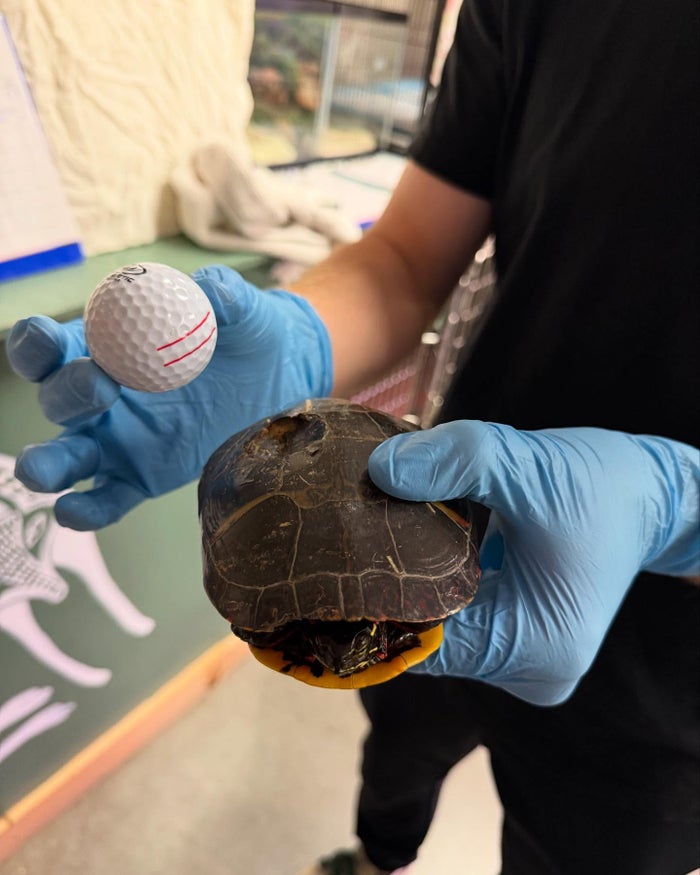 It was turtle vs. golf ball on the Cape. See who won.