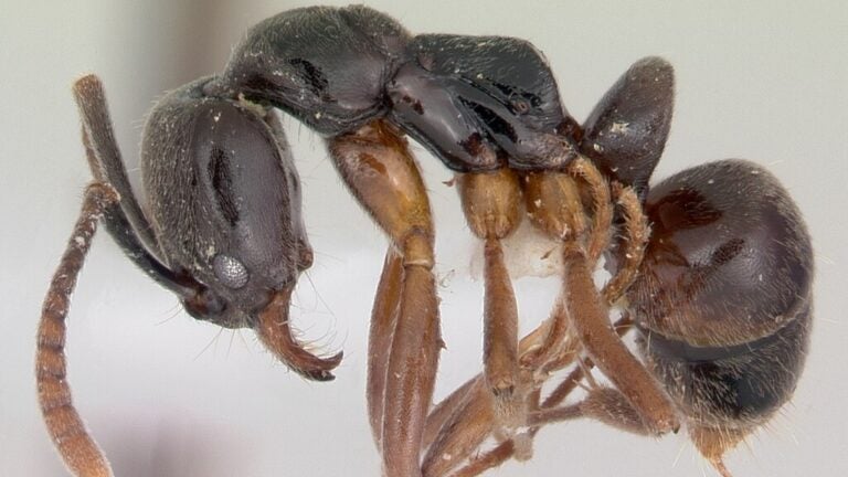 Asian needle ants have reached New England. Here's what to know about them.