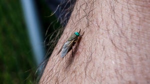 Greenhead flies are back with a vengeance. Here’s what to know.