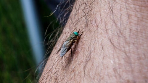 Greenhead flies are back with a vengeance. Here’s what to know.