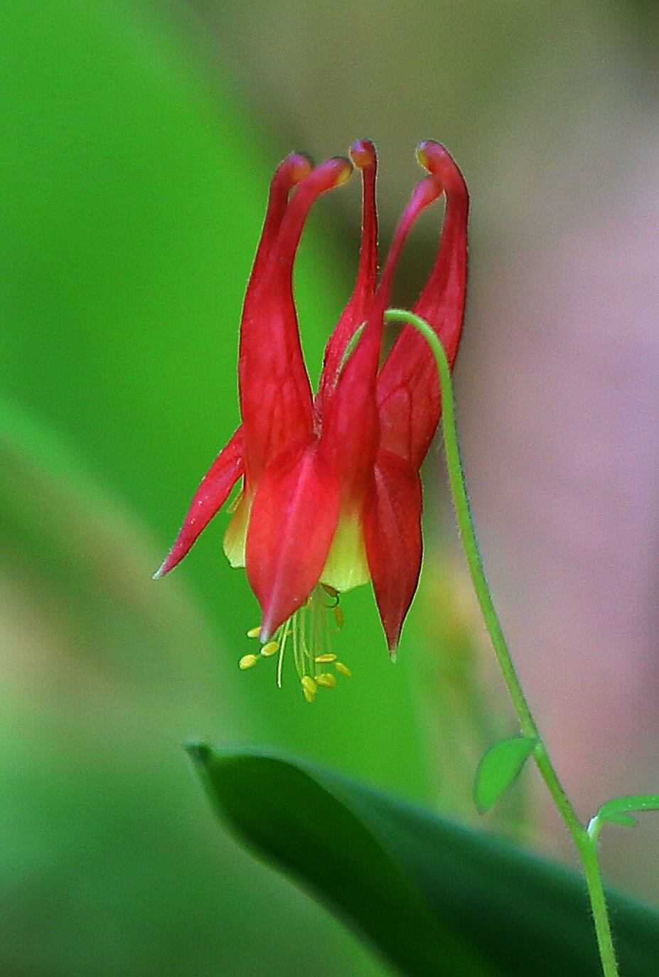 Fighting climate change, one yard at a time