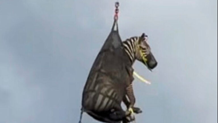 A runaway pet zebra has been captured in Tennessee