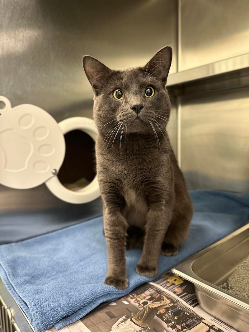 Cambridge man charged after allegedly swinging cat by its tail