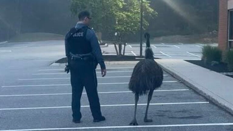Escaped emu rescued by police after feather-raising chase