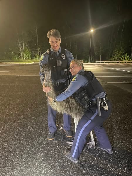 Escaped emu rescued by police after feather-raising chase