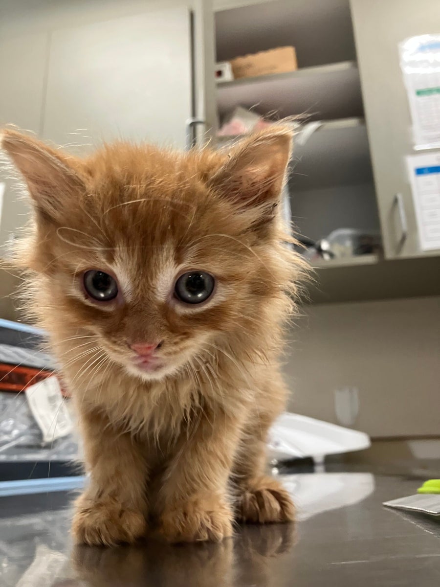 Kitten rescued from storm drain off I-95 after passerby summons ARL