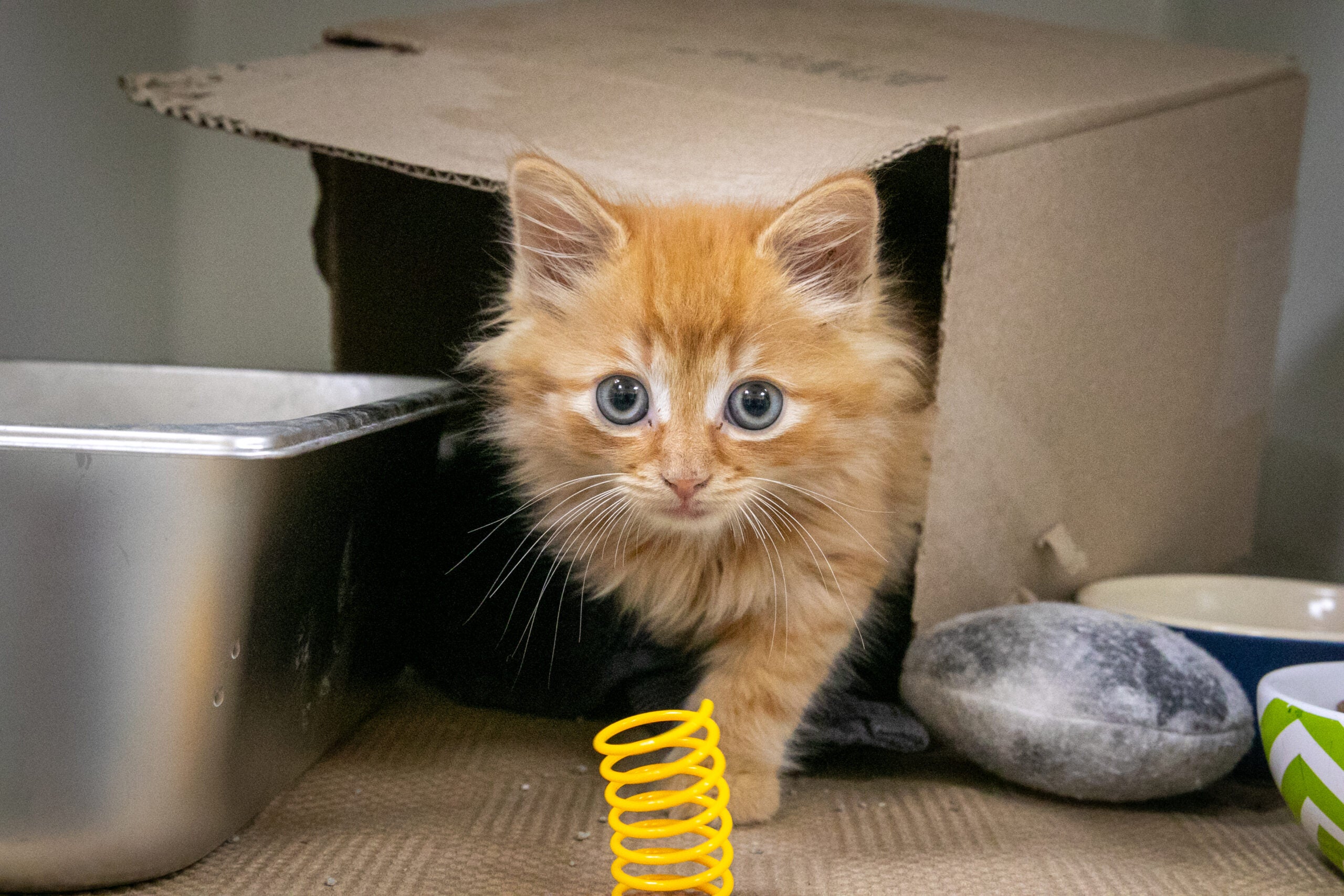 Kitten rescued from storm drain off I-95 after passerby summons ARL