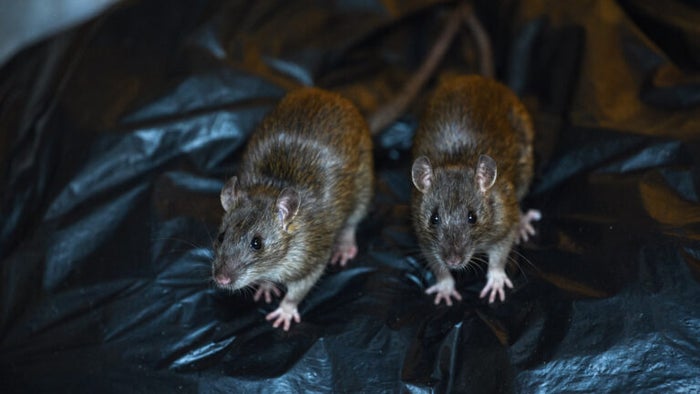 Rat problems have residents up in arms, as City Council plans hearing