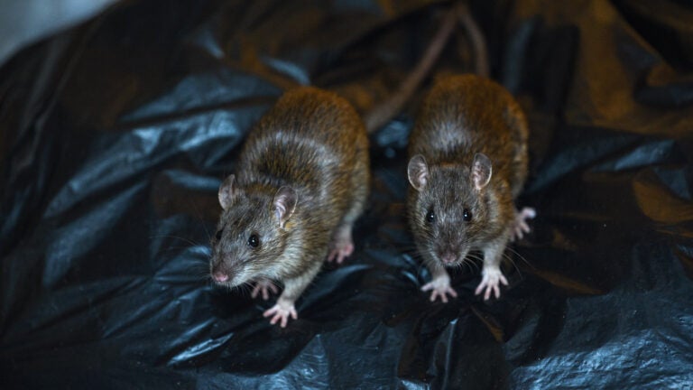 Rat problems have residents up in arms, as City Council plans hearing