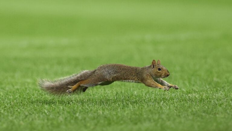 What Red Sox, Yankees said of squirrel who took over Friday's game