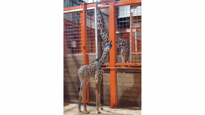 Giraffe calf returns to Franklin Park Zoo after Tufts hospital stay