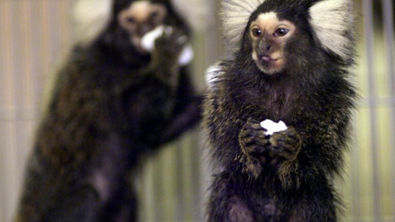 Controversial monkey lab closes at UMass Amherst