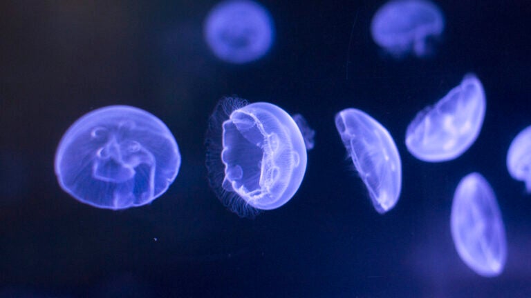 The mystery of the jellyfish that stings people on Cape Cod, and ...