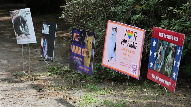 Somerville has a new cat mayor: Meet Minerva