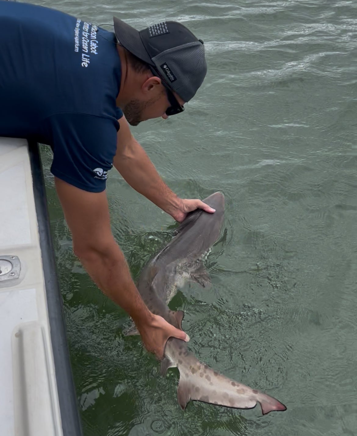On the hunt for sharks in Boston Harbor