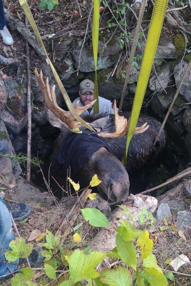 Maine wardens rescue moose trapped for hours in abandoned well
