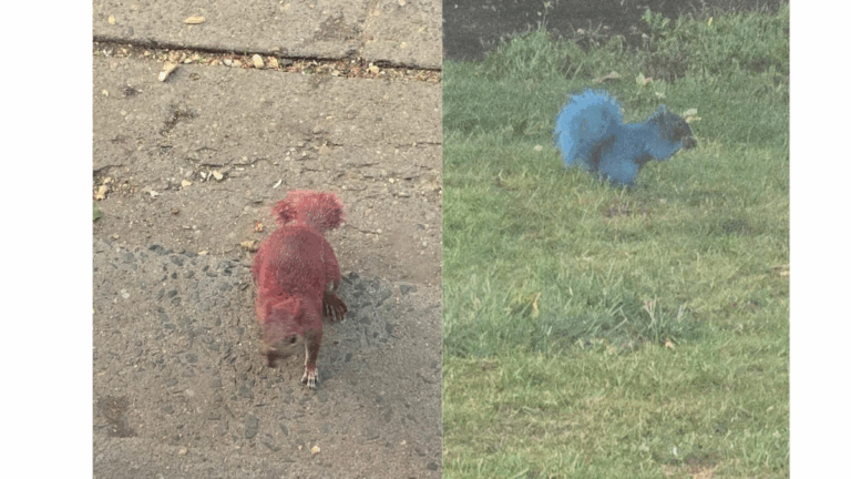 Corinna kopf twerking as customary booking was