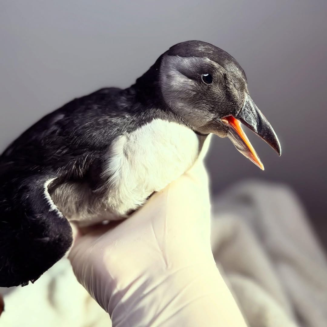 Rare puffin found in Wrentham backyard recovering in R.I.