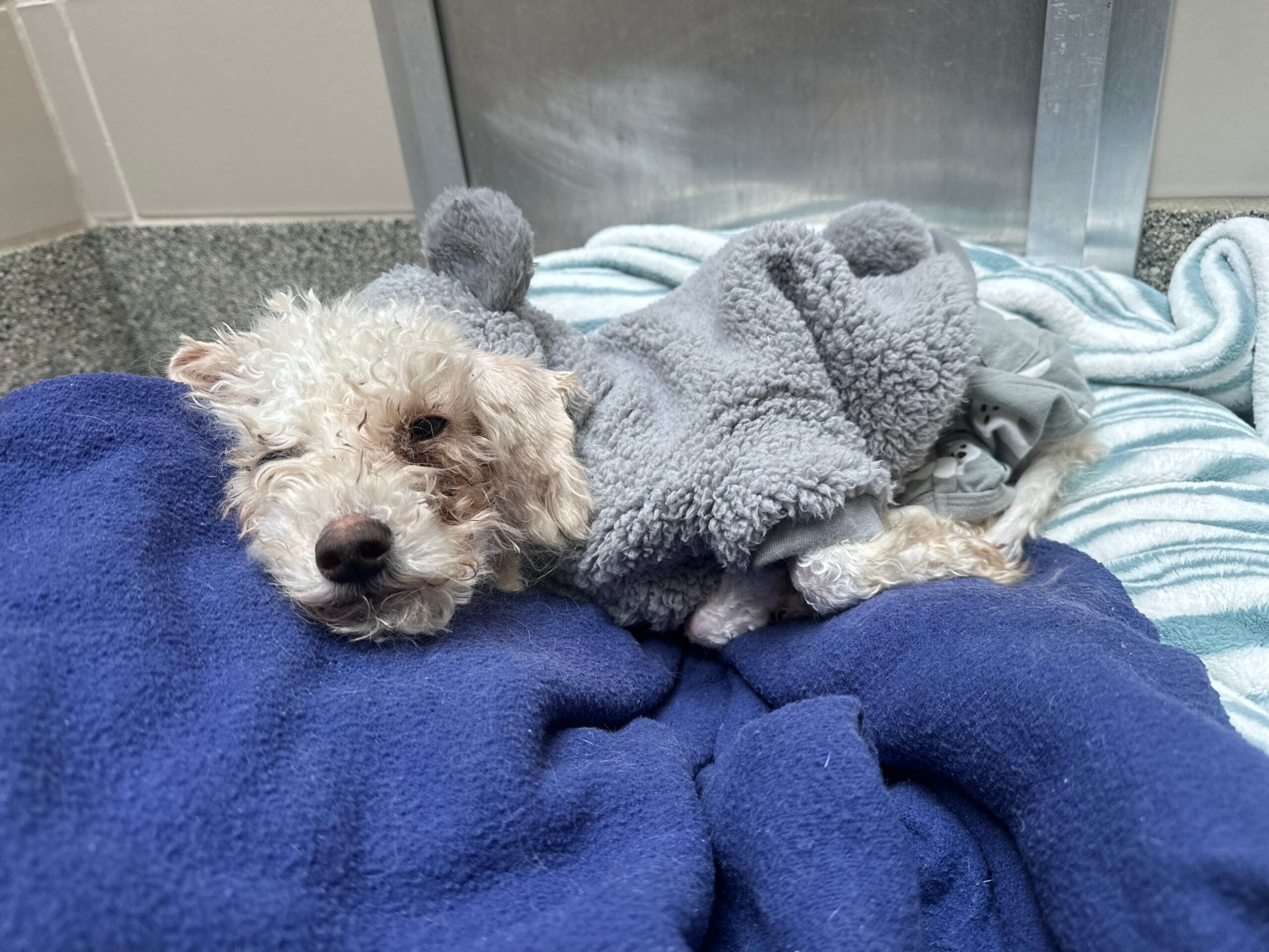 MSPCA seeking info on emaciated dog found in Dorchester