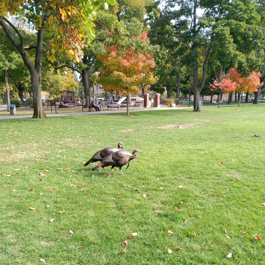 Where readers are spotting wild turkeys across Greater Boston