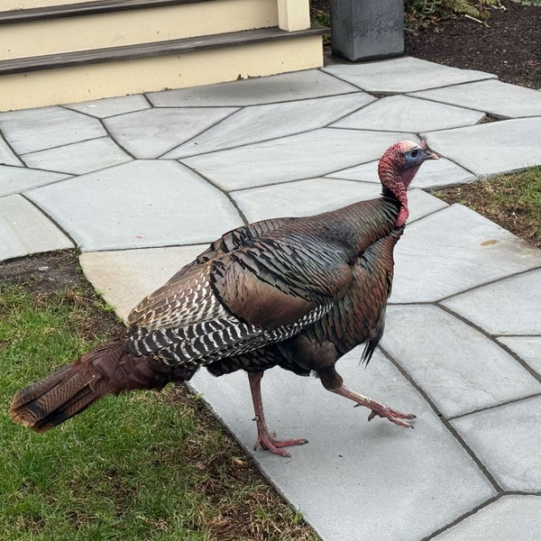 Where readers are spotting wild turkeys across Greater Boston