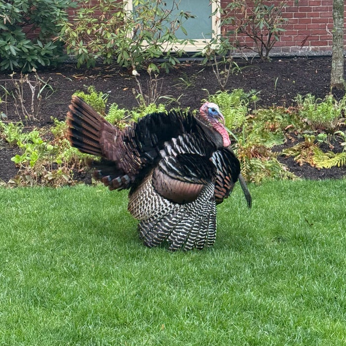 Where readers are spotting wild turkeys across Greater Boston