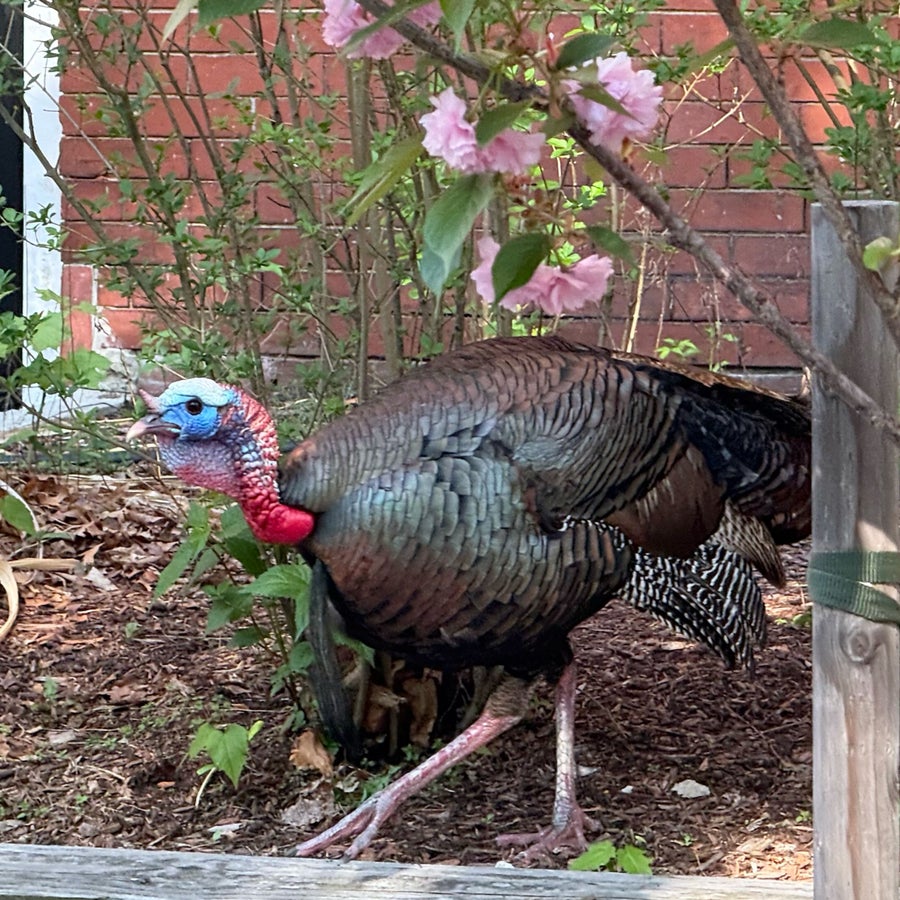 Where readers are spotting wild turkeys across Greater Boston