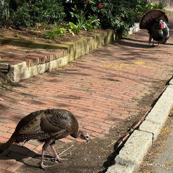 Where readers are spotting wild turkeys across Greater Boston
