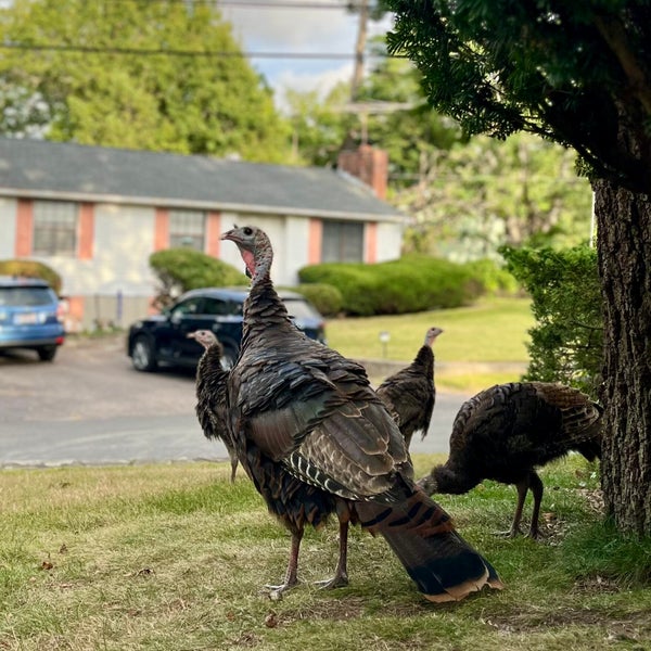 Where readers are spotting wild turkeys across Greater Boston