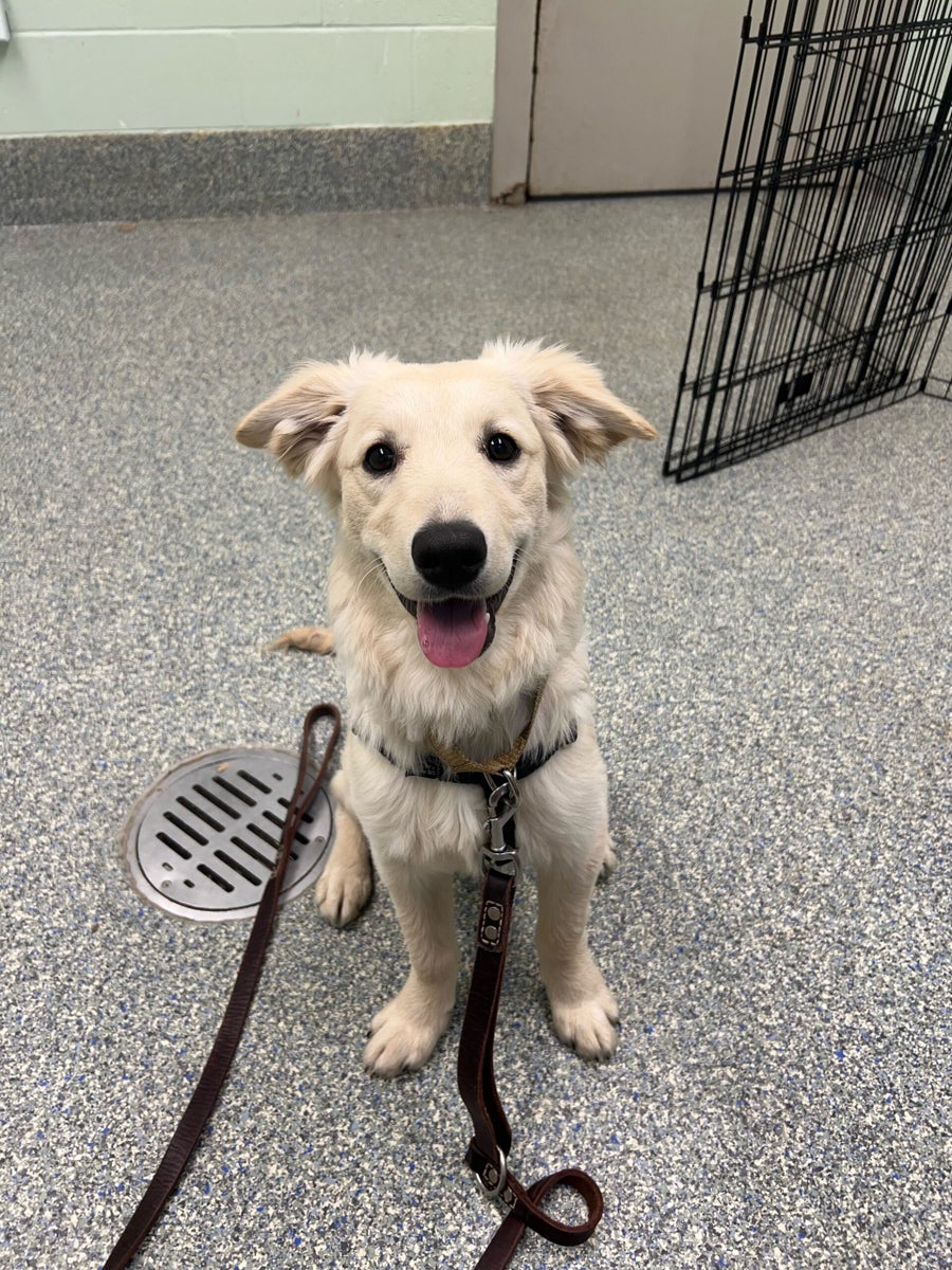 MSPCA holding 'emergency adoption event' following surrender of 140 ...