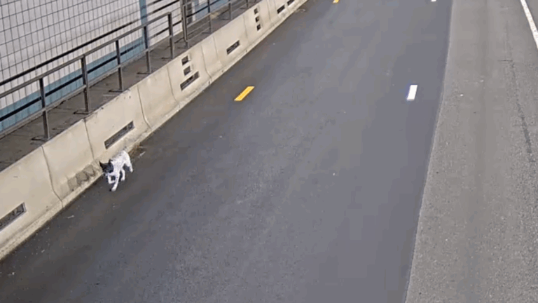 Watch: Dog rescued from Ted Williams Tunnel