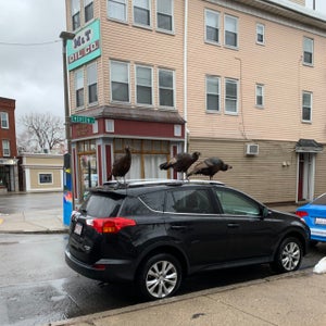 Where readers are spotting wild turkeys across Greater Boston