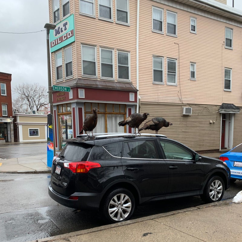 Where readers are spotting wild turkeys across Greater Boston