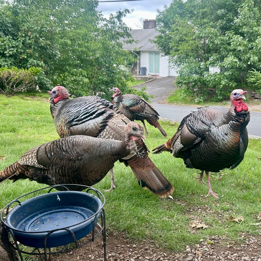 Where readers are spotting wild turkeys across Greater Boston