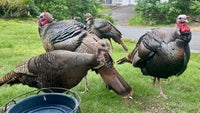 Where readers are spotting wild turkeys across Greater Boston