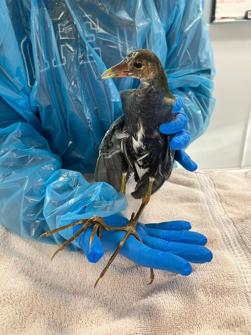 Tropical birds turn up in New England amid high winds