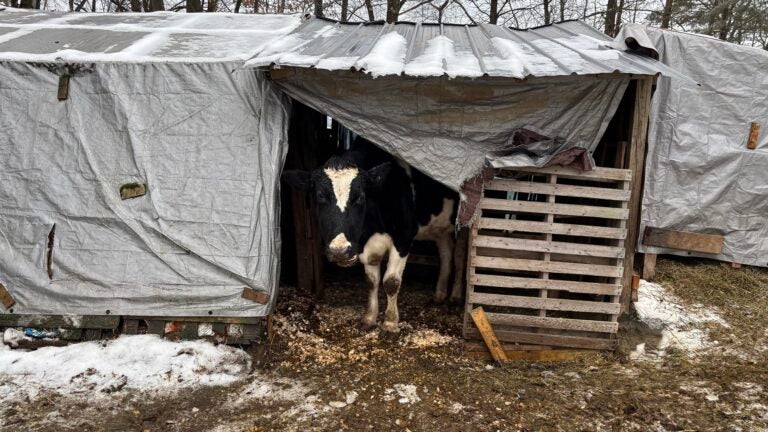 150 animals removed from Hadely property after alleged neglect