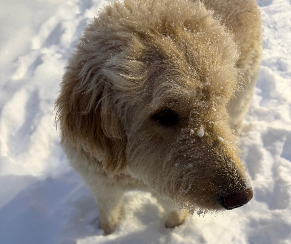 Photos: Readers capture Boston-area snowstorm