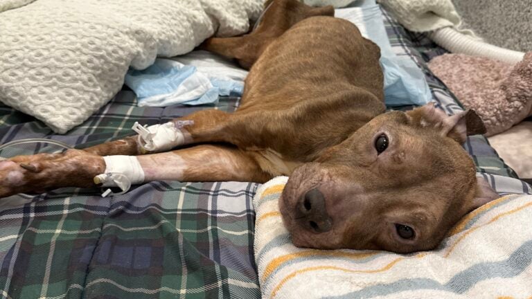 Owner sought after dog found nearly starved to death in Lexington