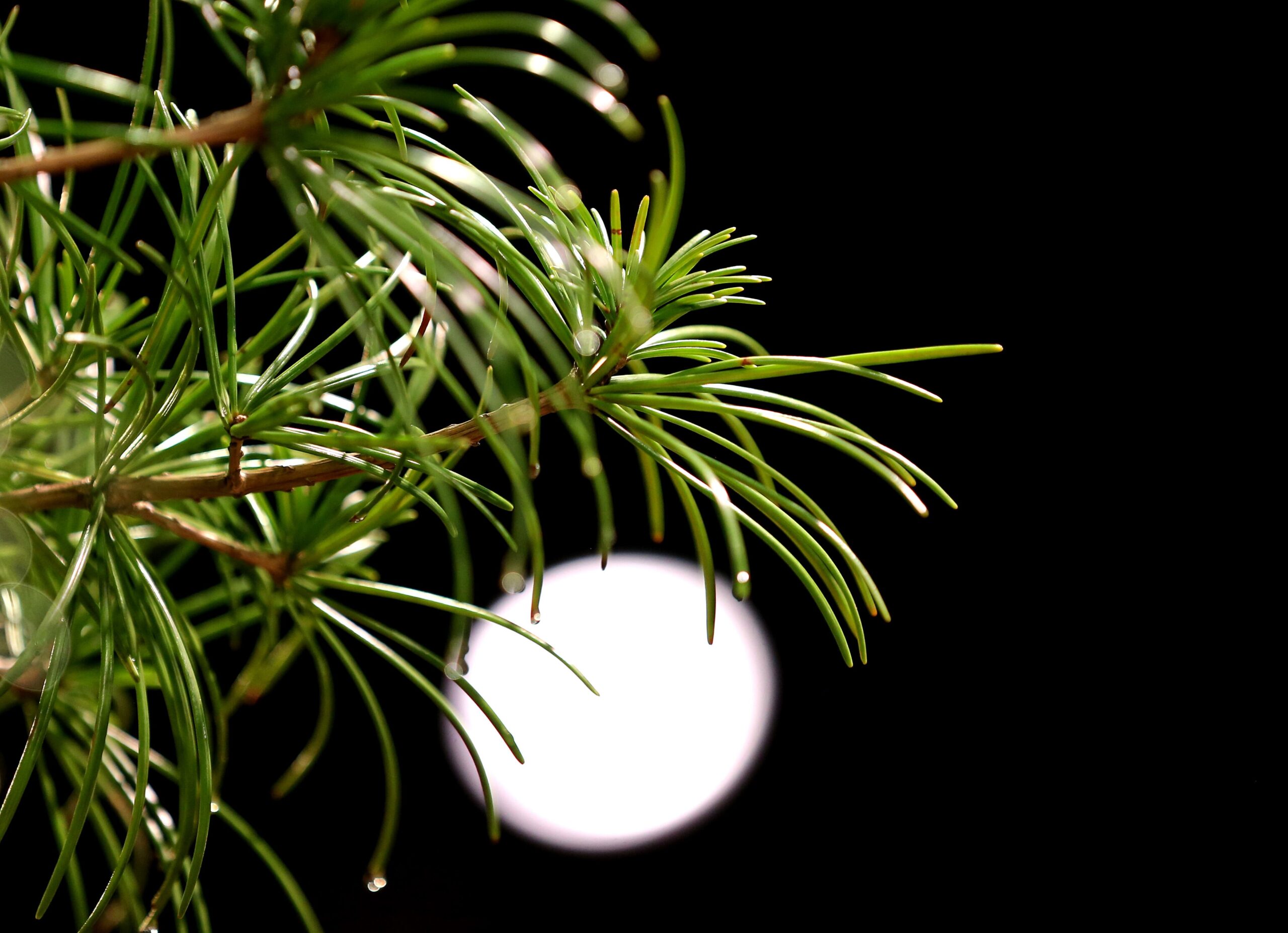 A guide to winter shrubs and evergreens in New England