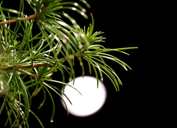 A guide to winter shrubs and evergreens in New England