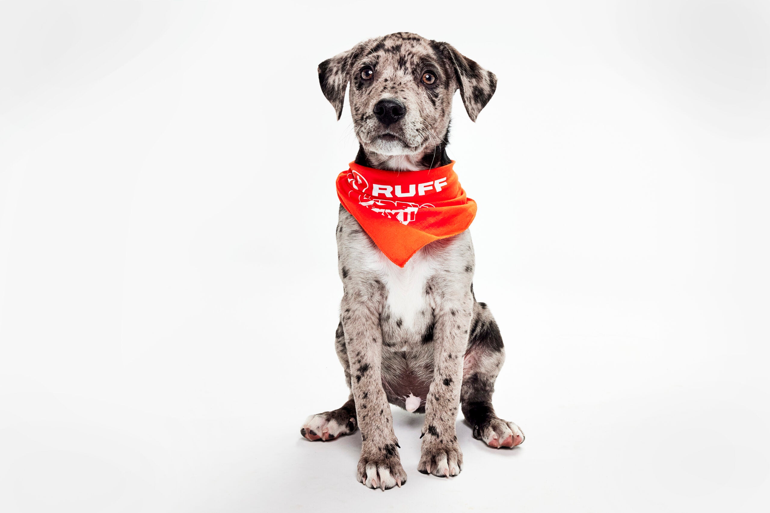 Puppy Bowl XXII: Meet the players from New England rescues