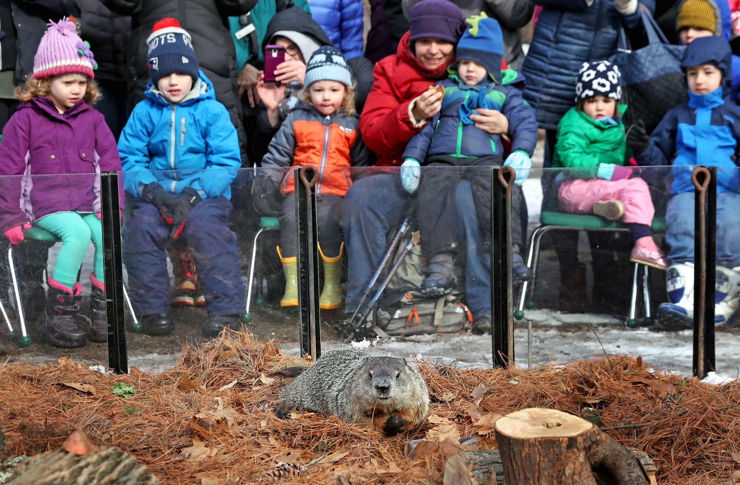 Watch: Ms. G, official groundhog of Mass., issues annual prediction