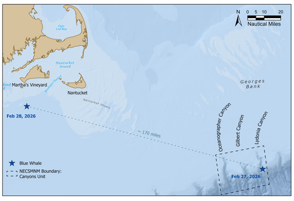 In rare sightings, scientists spot blue whales in waters off Martha's ...
