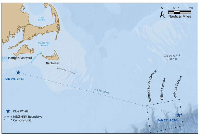 In rare sightings, scientists spot blue whales in waters off Martha's ...